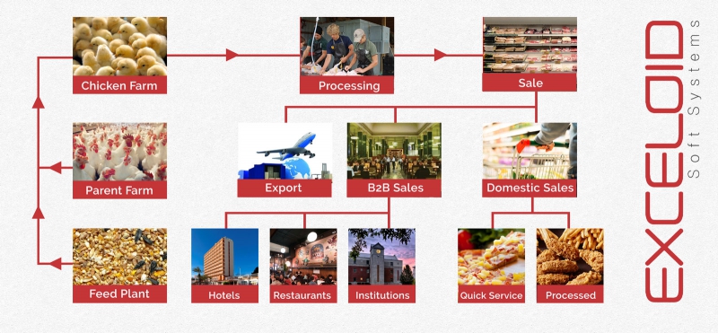 Customized ERP Solutions for Profitable Poultry Business - Exceloid