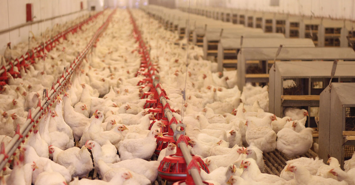 Customized ERP Solutions for Profitable Poultry Business - Exceloid